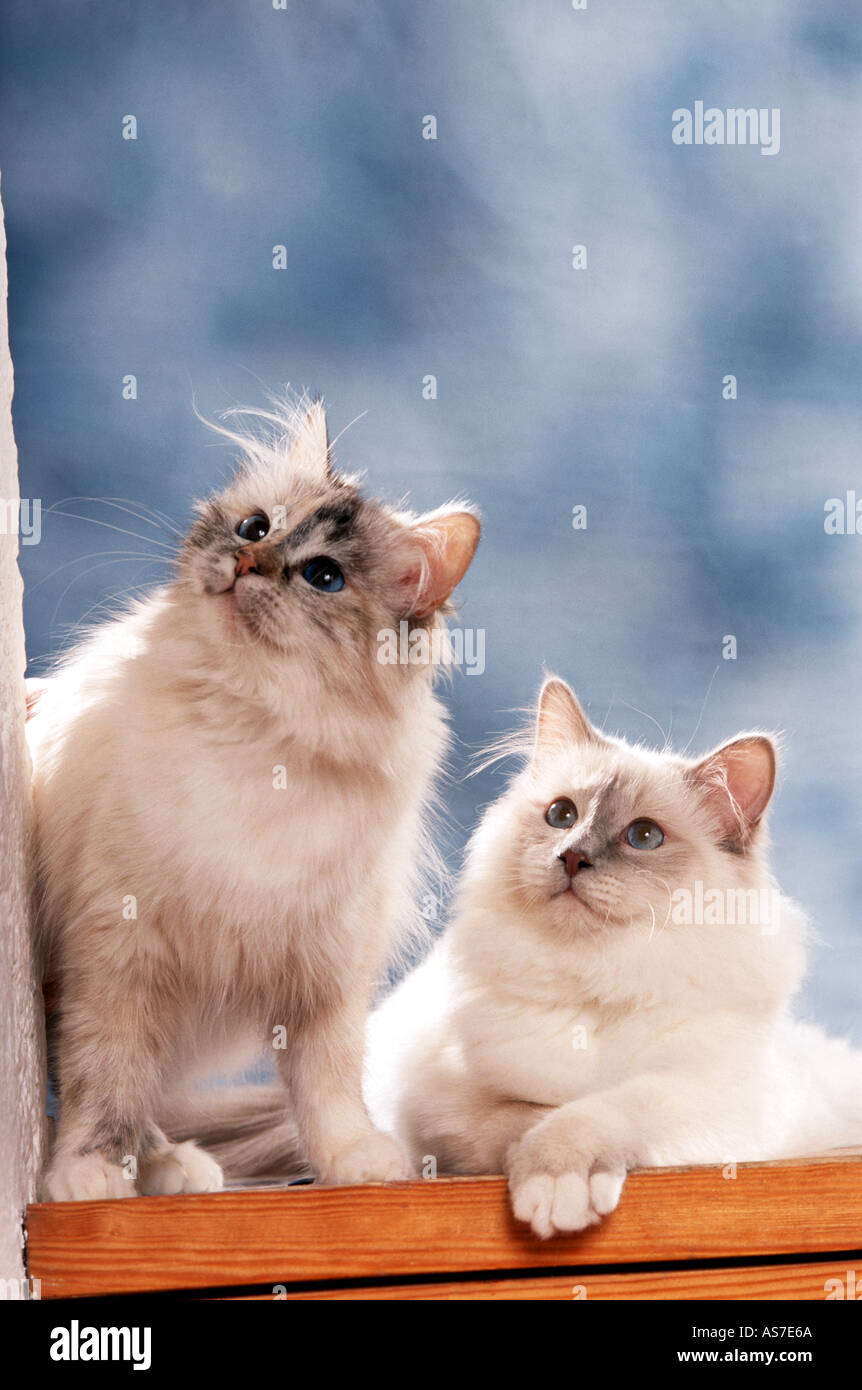 two Sacred cats of Burma Stock Photo - Alamy