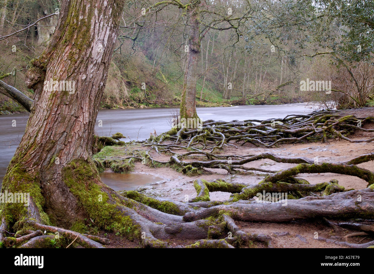 Wizened trees hi-res stock photography and images - Alamy