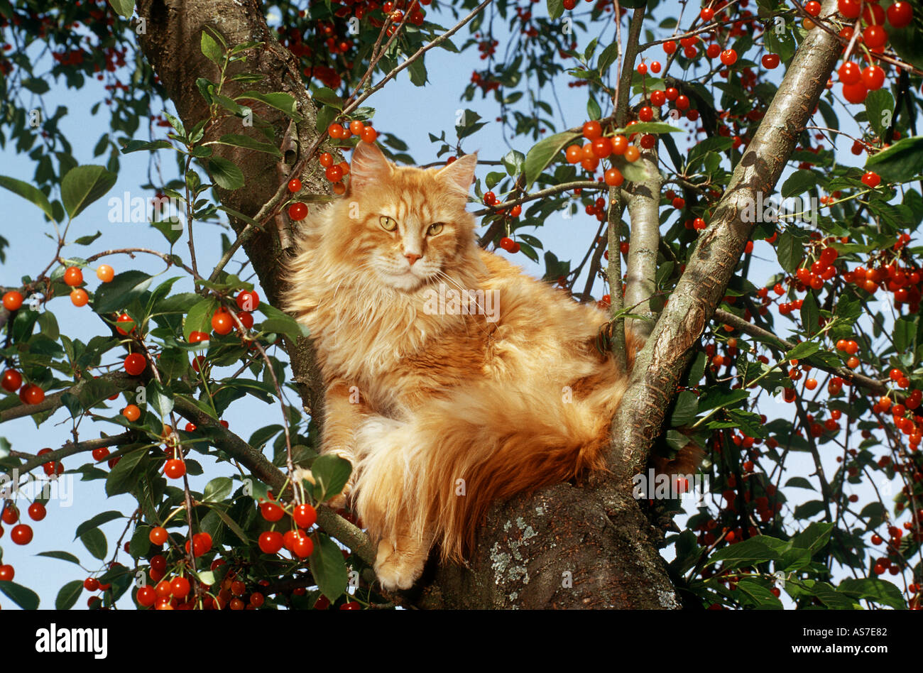 Maine Coon - on cherry tree Stock Photo - Alamy