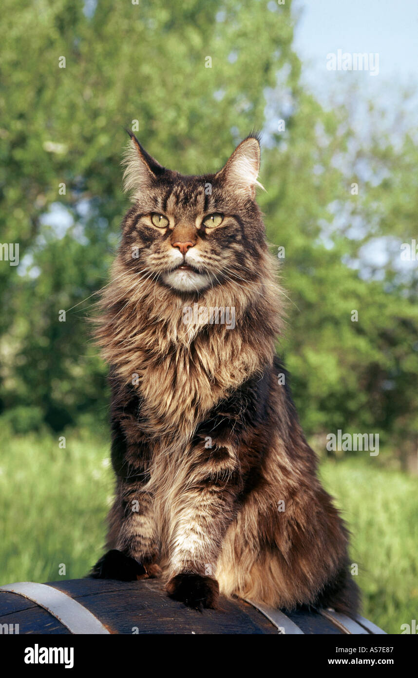 Maine Coon - sitting - frontal Stock Photo - Alamy
