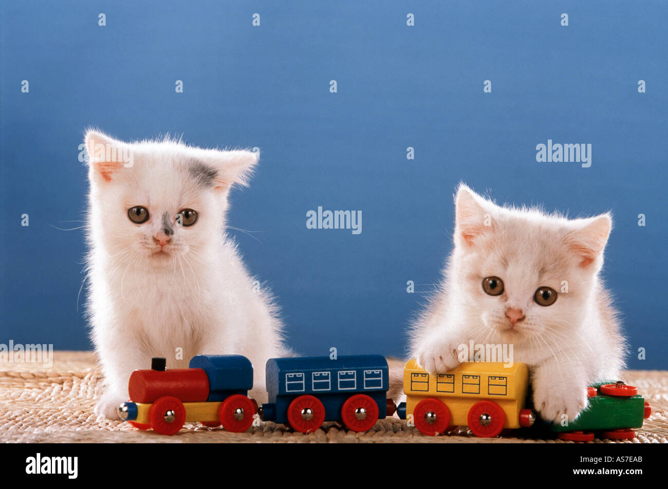 two British Shorthair kittens - with toy-train Stock Photo - Alamy