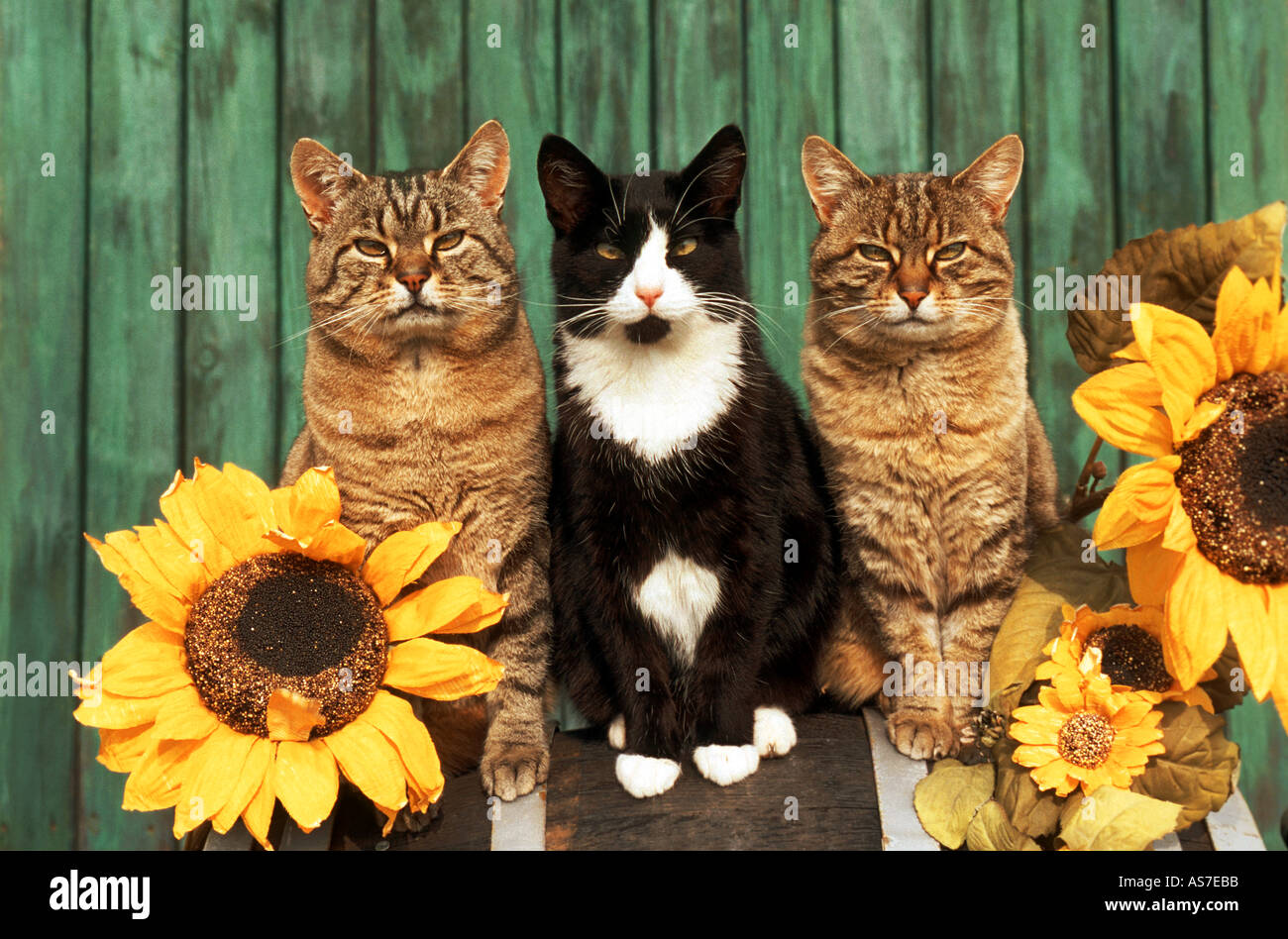 three domestic cats - sitting between sun flowers Stock Photo - Alamy