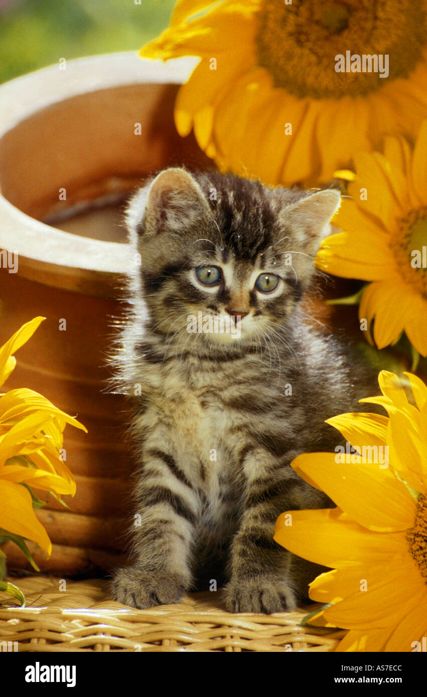 Domestic kitten sunflower hi-res stock photography and images - Alamy
