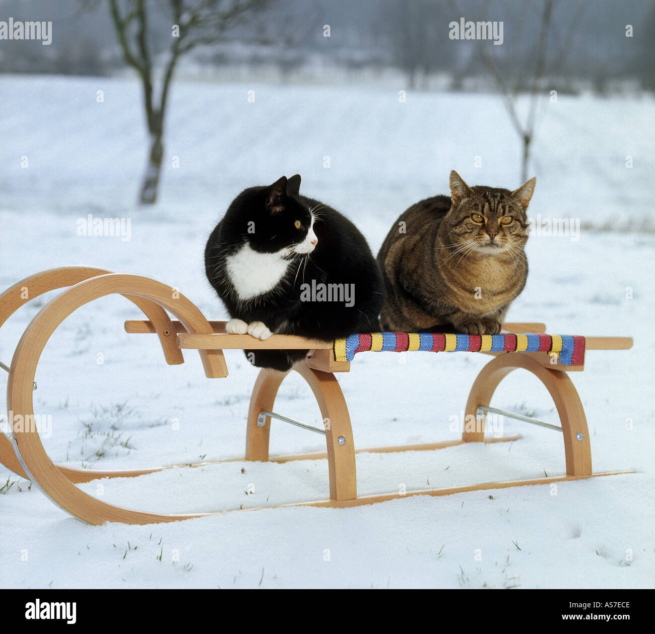 two domestic cats sitting on sled - in snow Stock Photo - Alamy