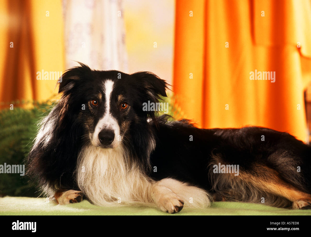 Border Collie - lying Stock Photo - Alamy