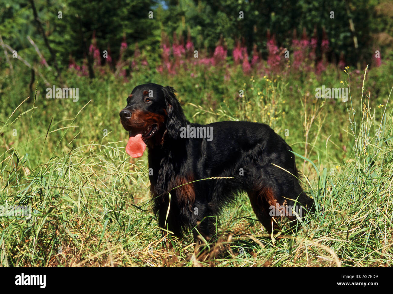 Gordon standing hi-res stock photography and images - Alamy