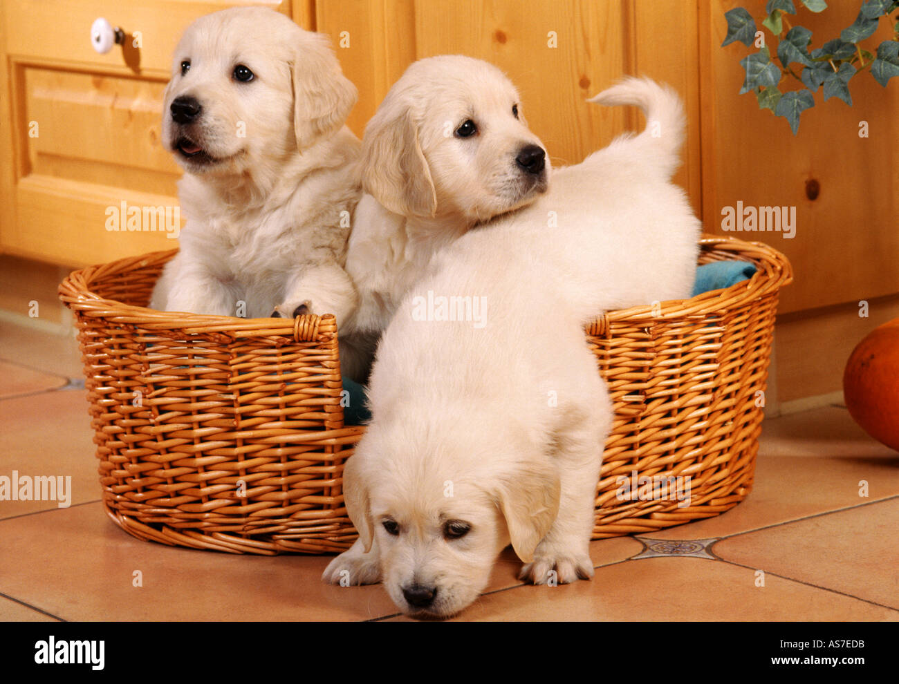 three Golden Retriever puppies in basket Stock Photo - Alamy