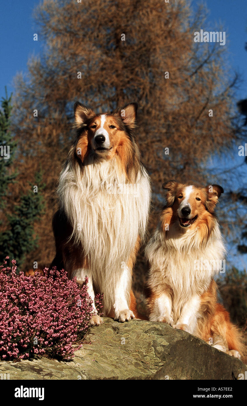 two Collies - sitting on rock Stock Photo - Alamy
