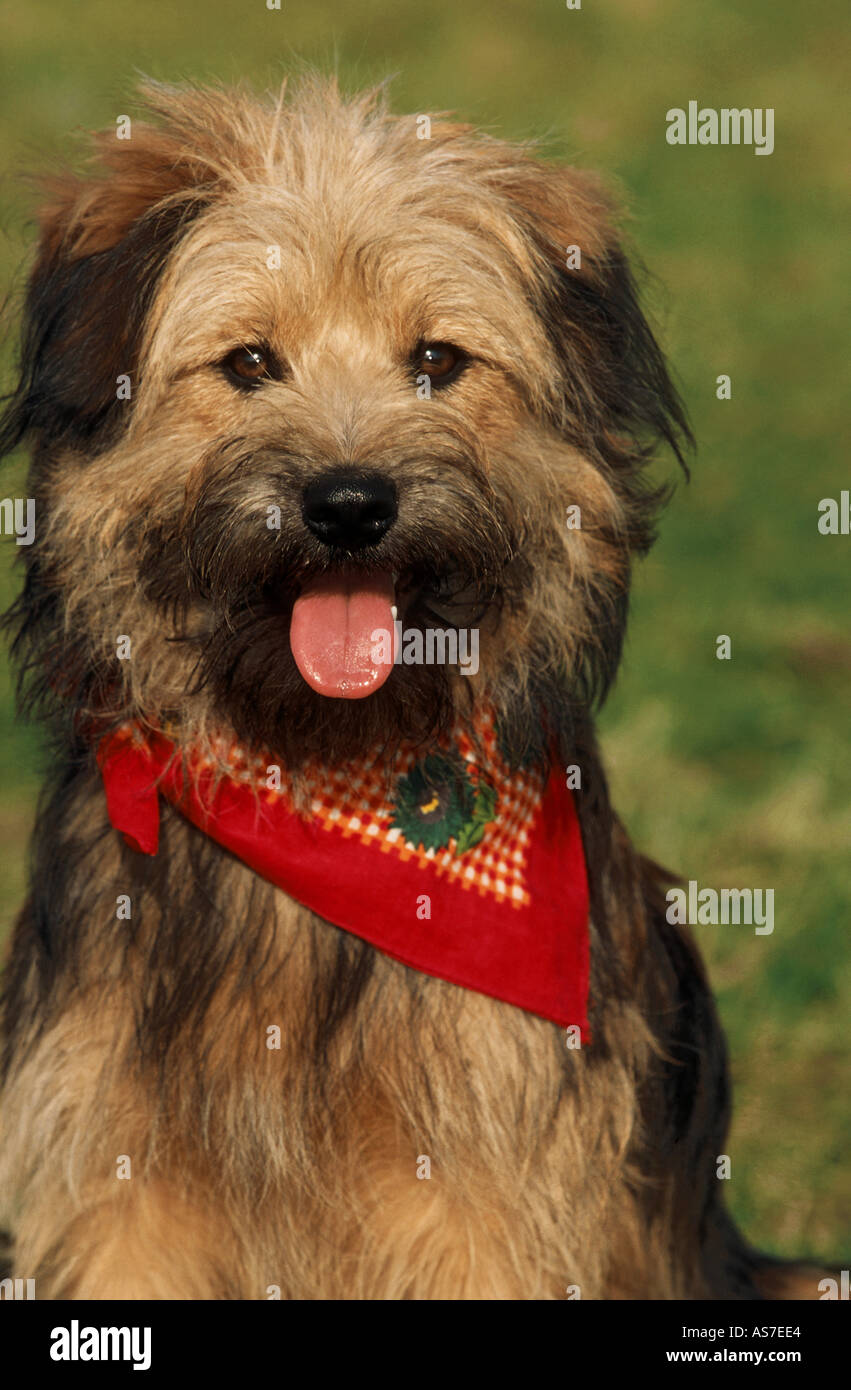 Half and half scarfs hi-res stock photography and images - Alamy