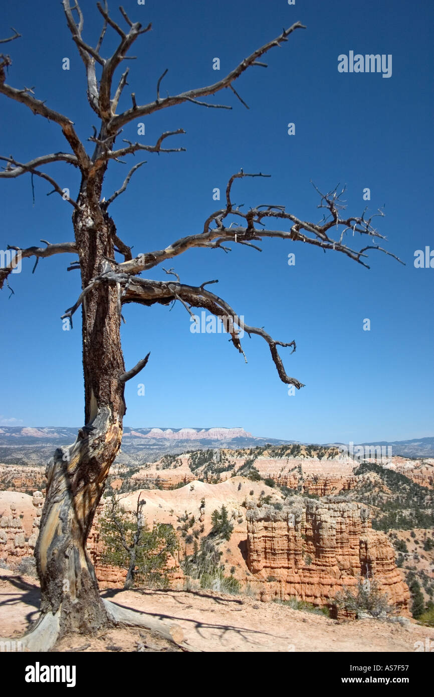 Lone tree bryce canyon utah hi-res stock photography and images - Alamy