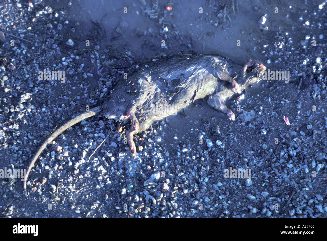 DEAD RAT Stock Photo - Alamy