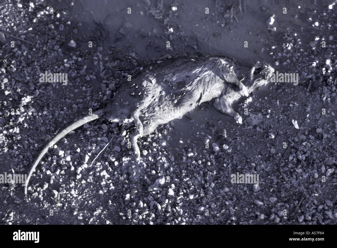 DEAD RAT Stock Photo - Alamy
