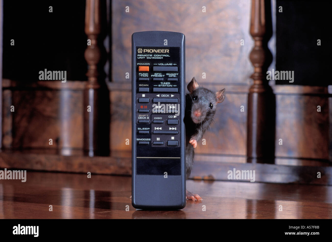 RAT AND REMOTE CONTROL Stock Photo - Alamy