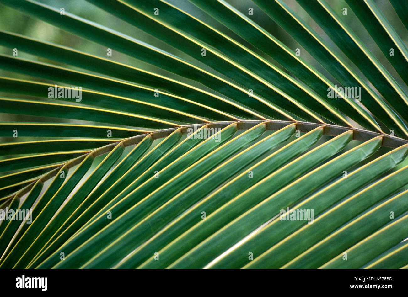 PALM TREE LEAF Stock Photo - Alamy