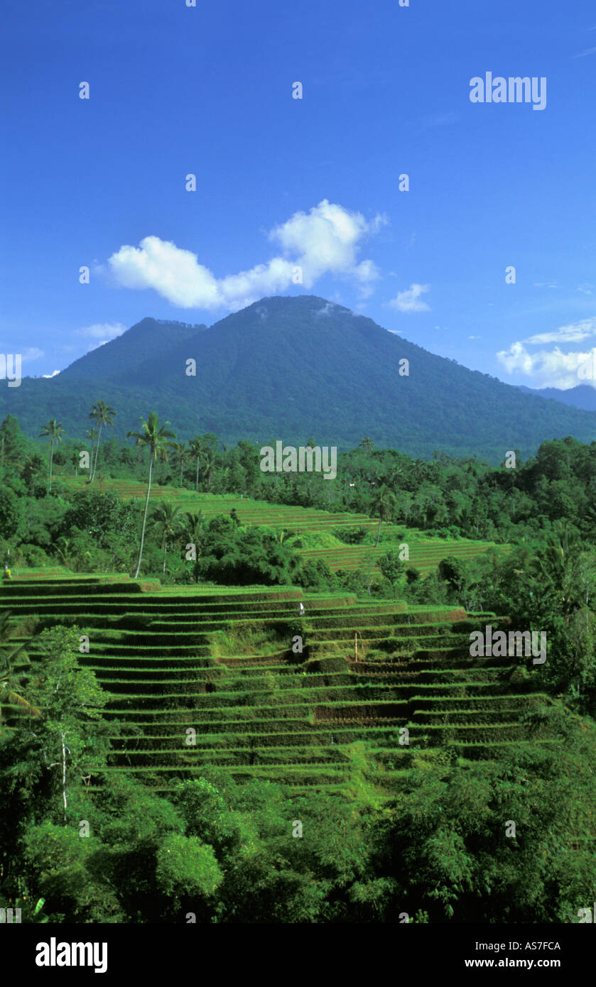 INDONESIA BALI RICE PADDIES Stock Photo - Alamy