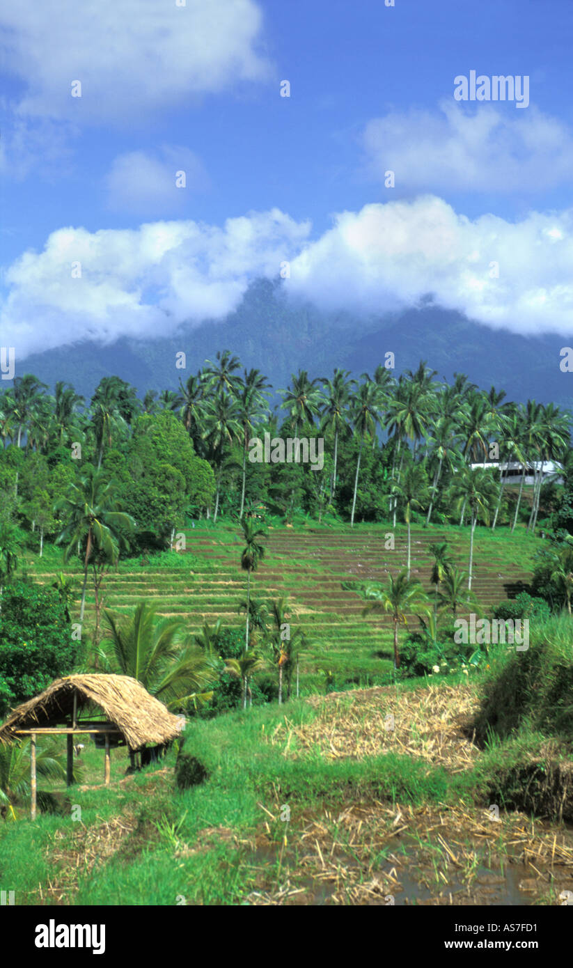 INDONESIA BALI RICE PADDIES Stock Photo - Alamy