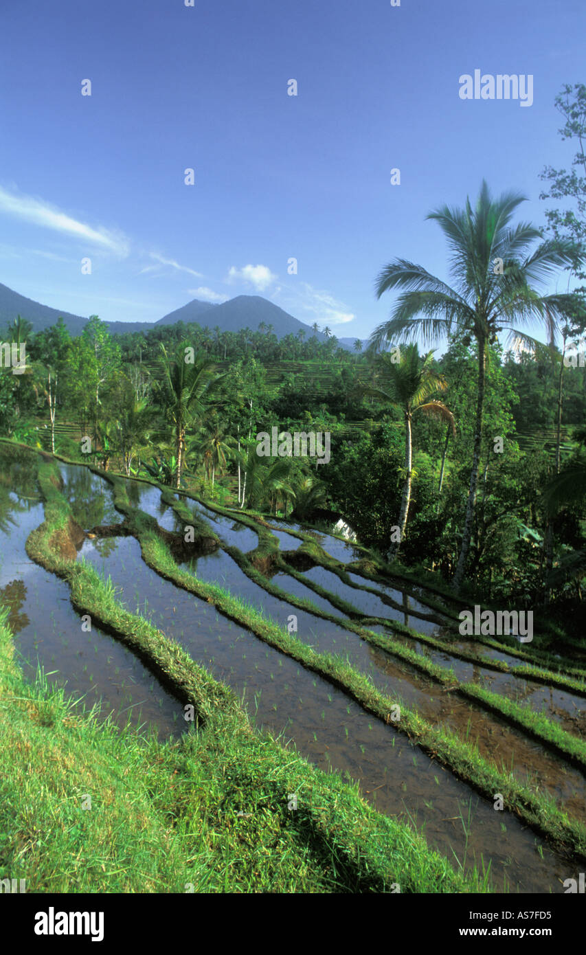 INDONESIA BALI RICE PADDIES Stock Photo - Alamy