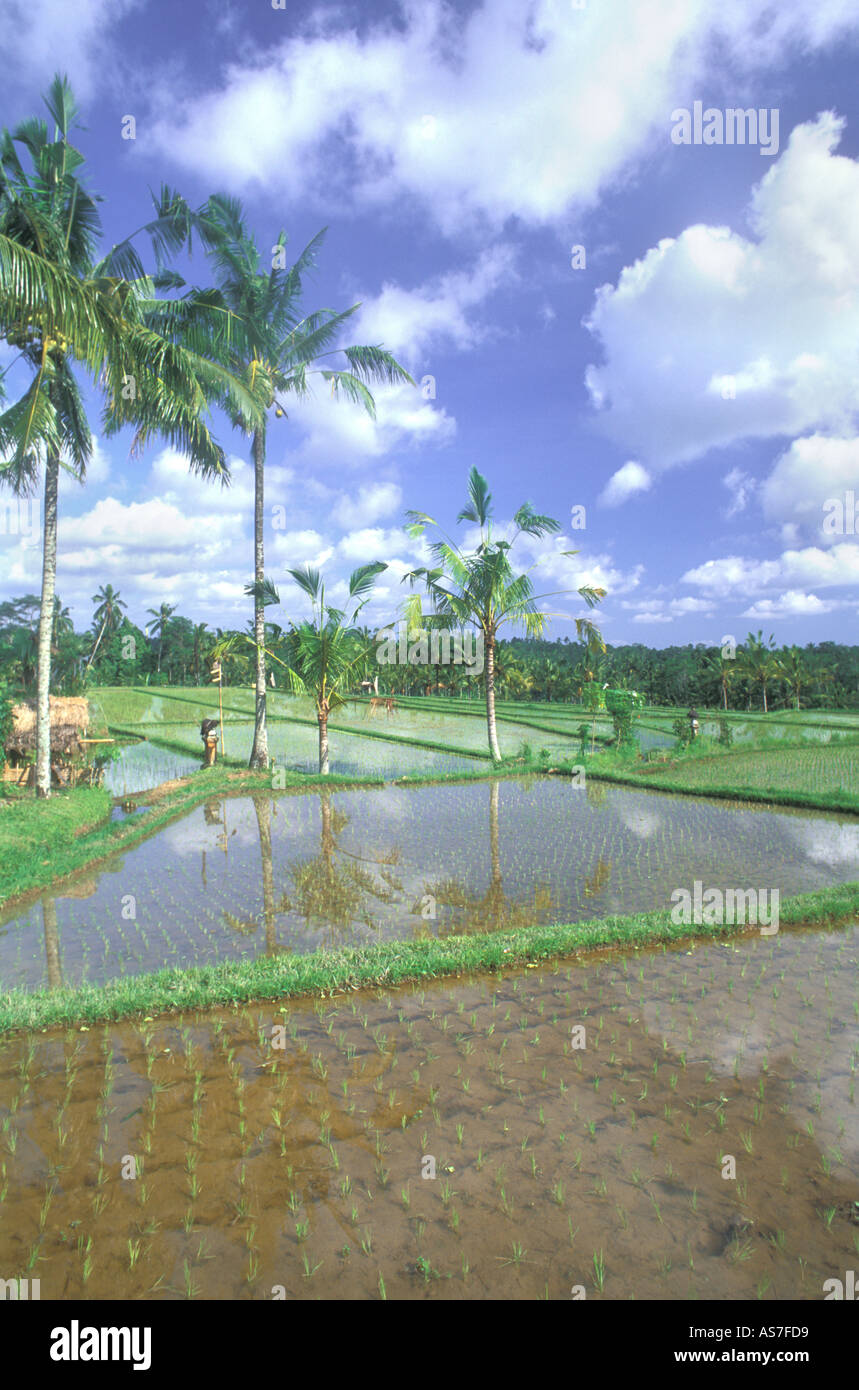 INDONESIA BALI RICE PADDIES Stock Photo - Alamy