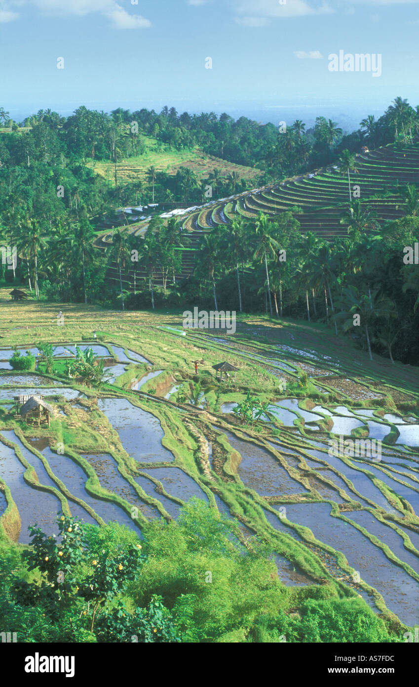INDONESIA BALI RICE PADDIES Stock Photo - Alamy