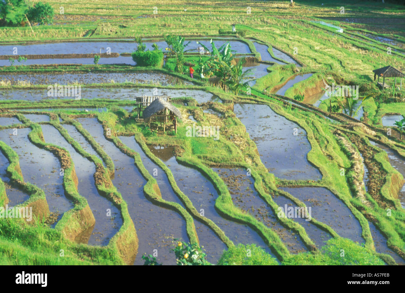 INDONESIA BALI RICE PADDIES Stock Photo - Alamy
