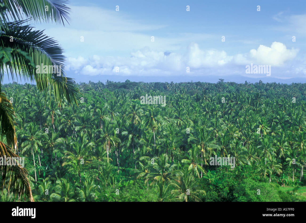 INDONESIA BALI RAIN FOREST SAYAN Stock Photo - Alamy