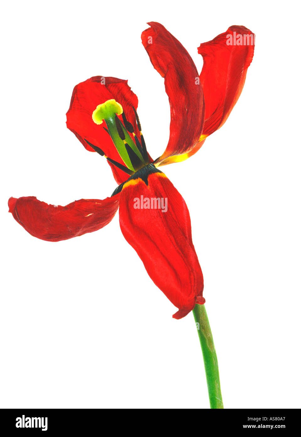 Tulip study hi-res stock photography and images - Alamy