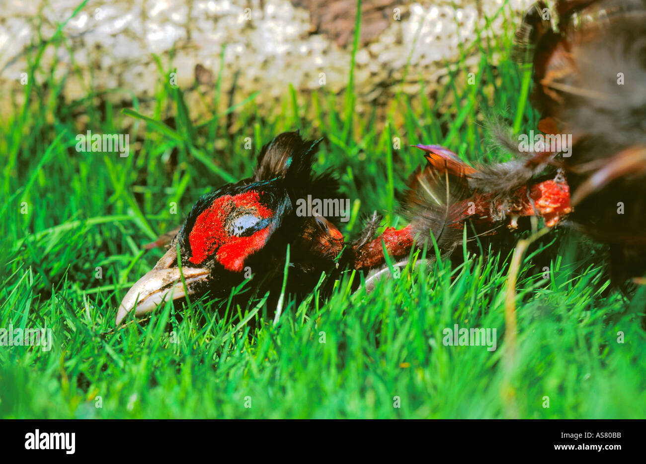 dead pheasant killed by predator Stock Photo - Alamy