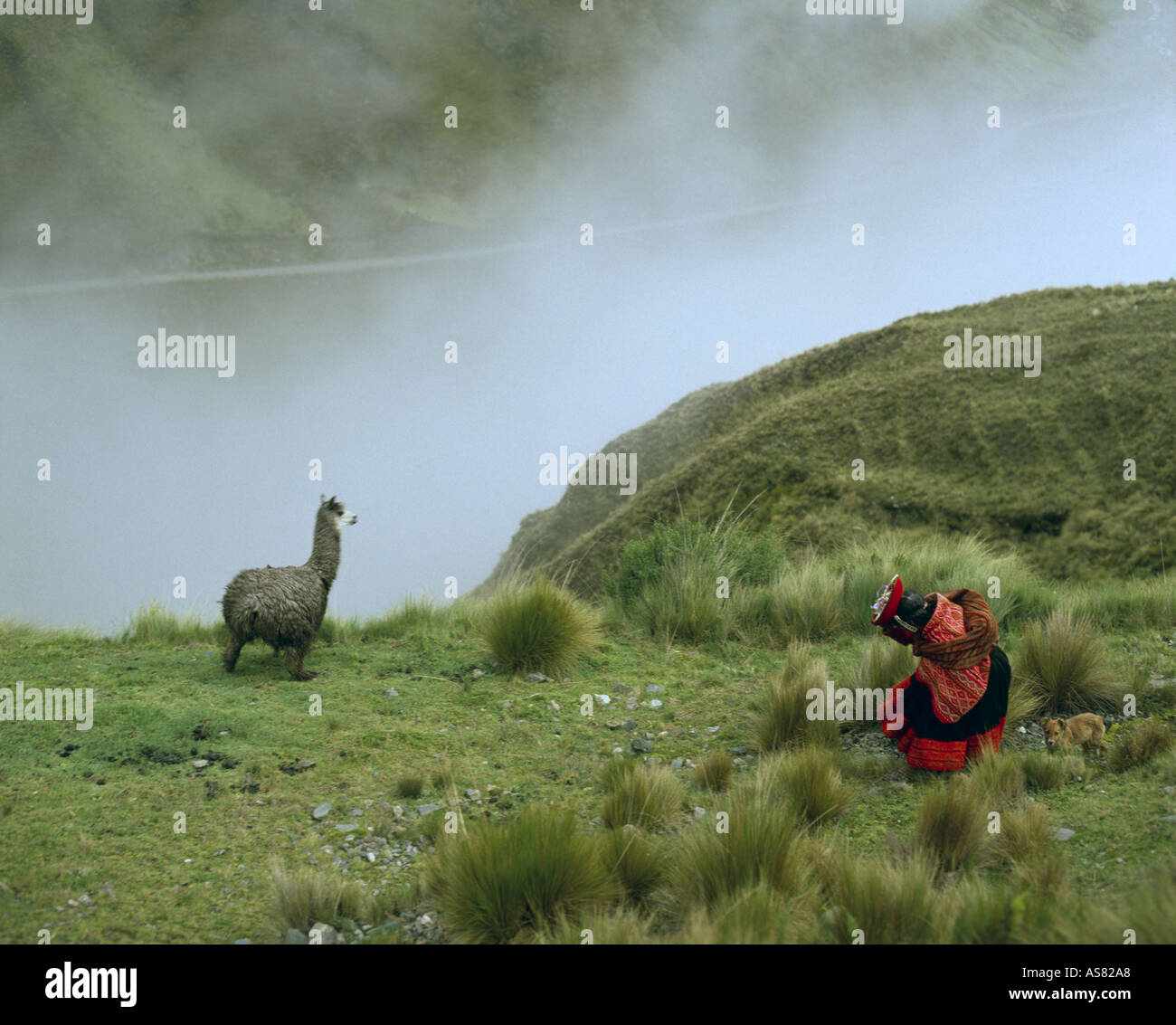 Indian woman in traditional dress with dog tending Llamas on slopes of ...