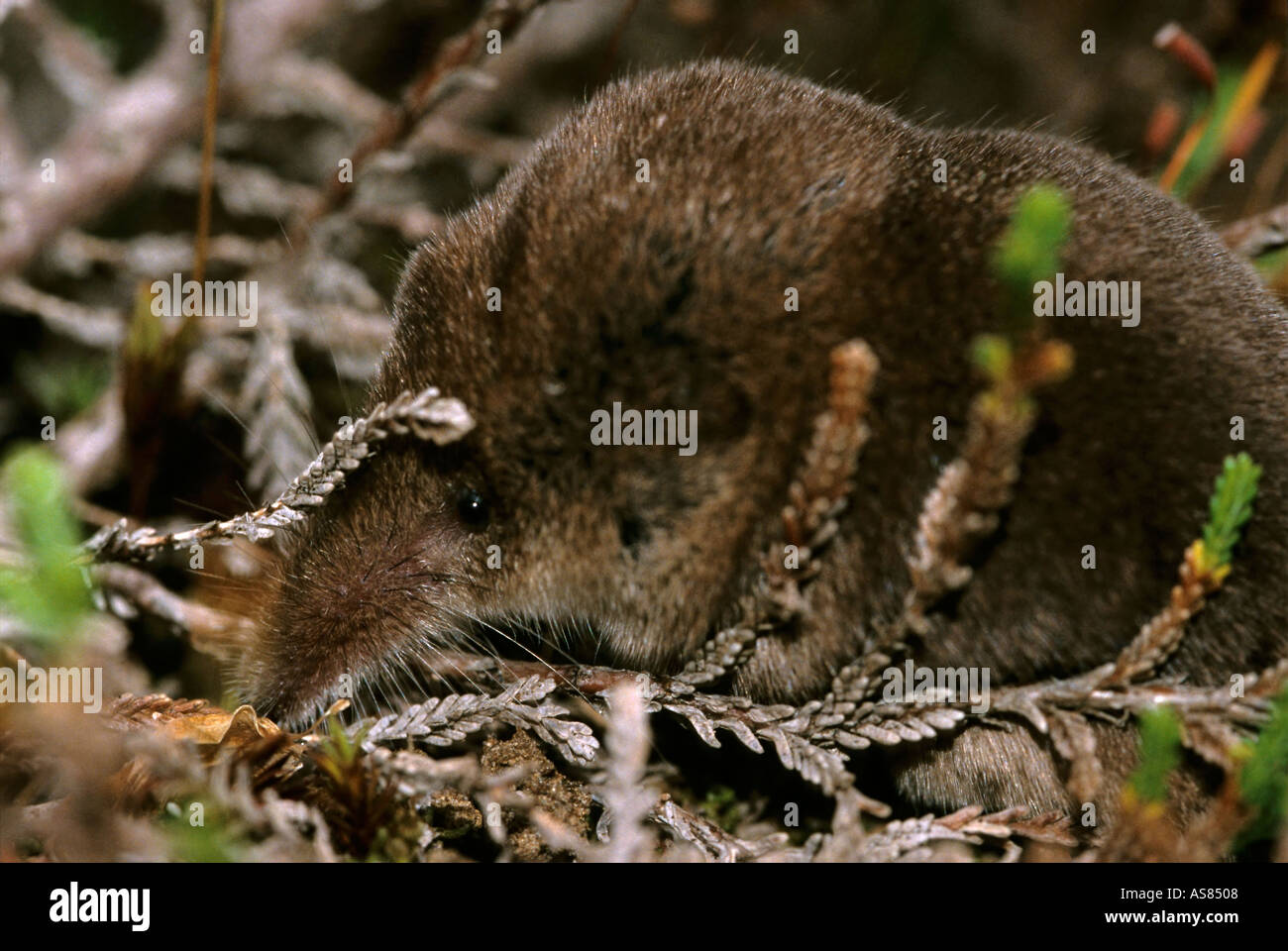 Pygmy shrew hi-res stock photography and images - Alamy