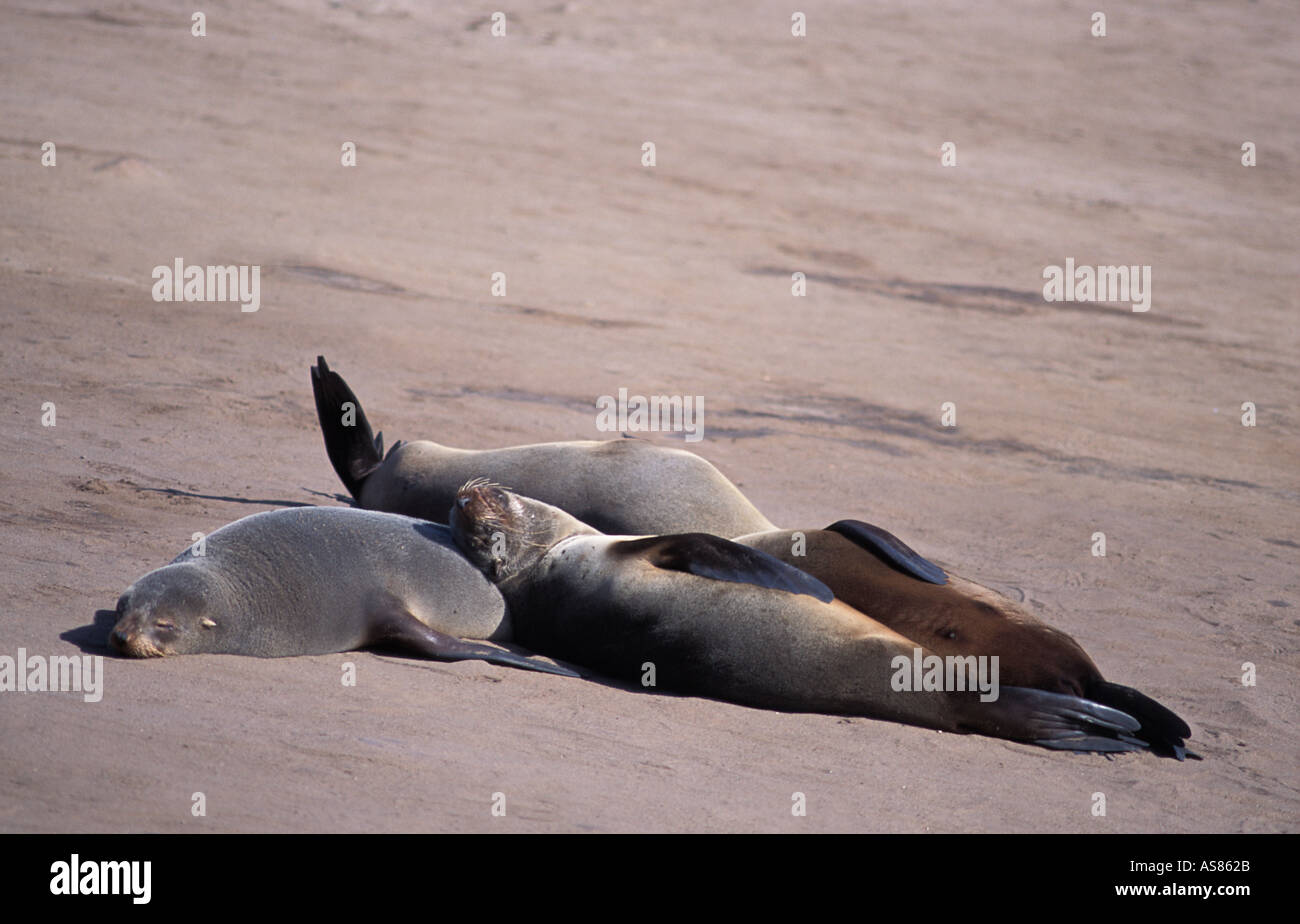 Skeleton sunbathing hi-res stock photography and images - Alamy