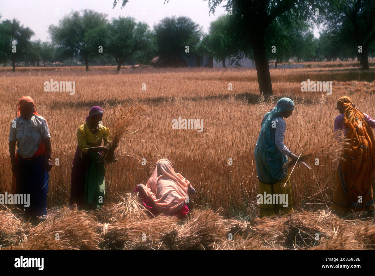 Indian women harvesting wheat crop hi-res stock photography and images ...