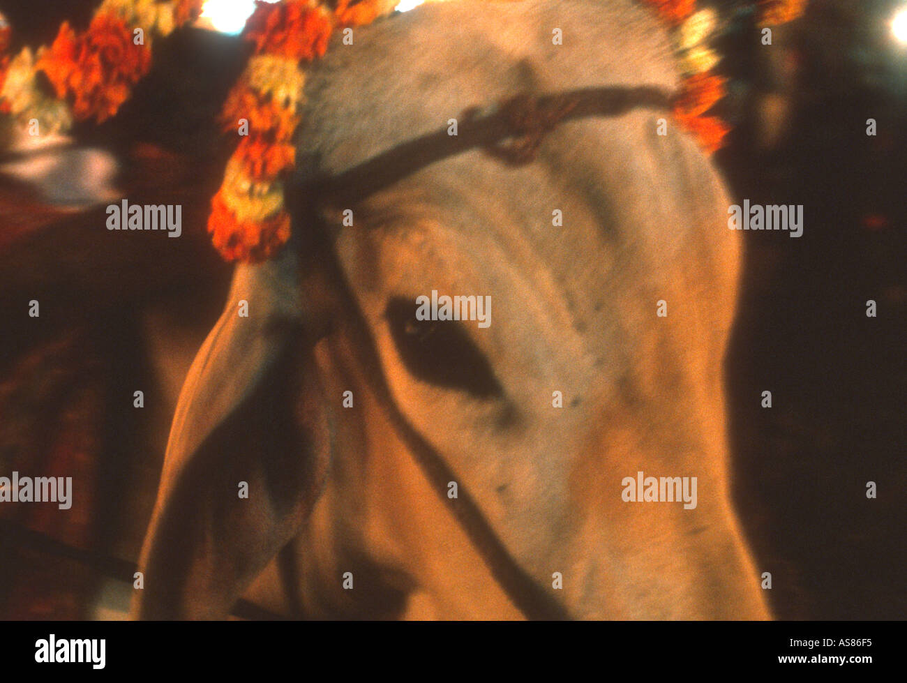 Hindu sacred cow India Stock Photo - Alamy