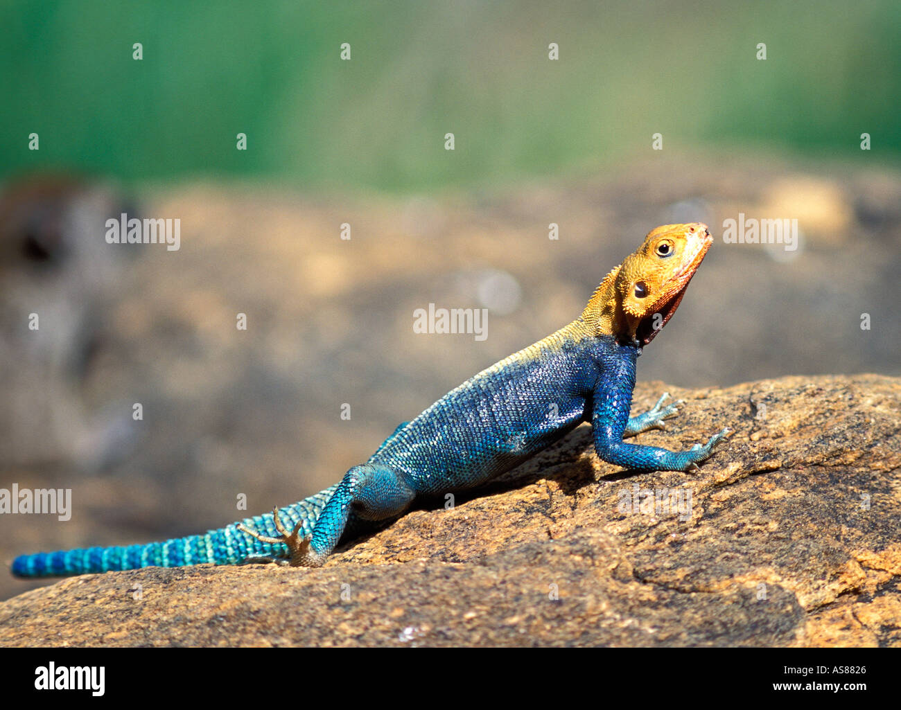 Red headed Rock Agama Lizard Agama agama Tsavo National Park Kenya ...