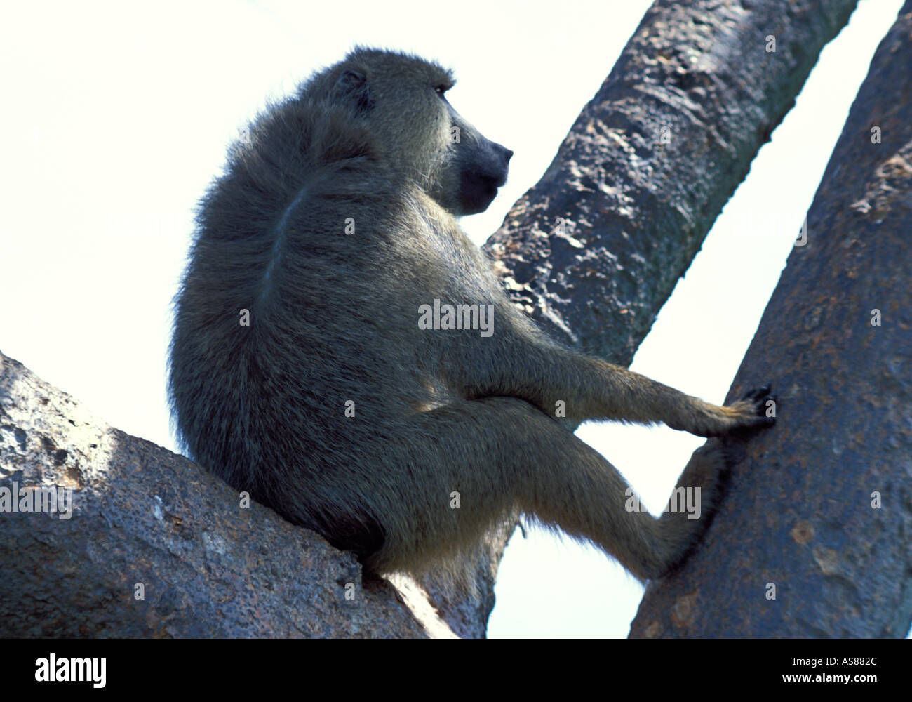 Yellow Baboon sitting in tree Papio cyanocephalus Kenya Africa Stock ...