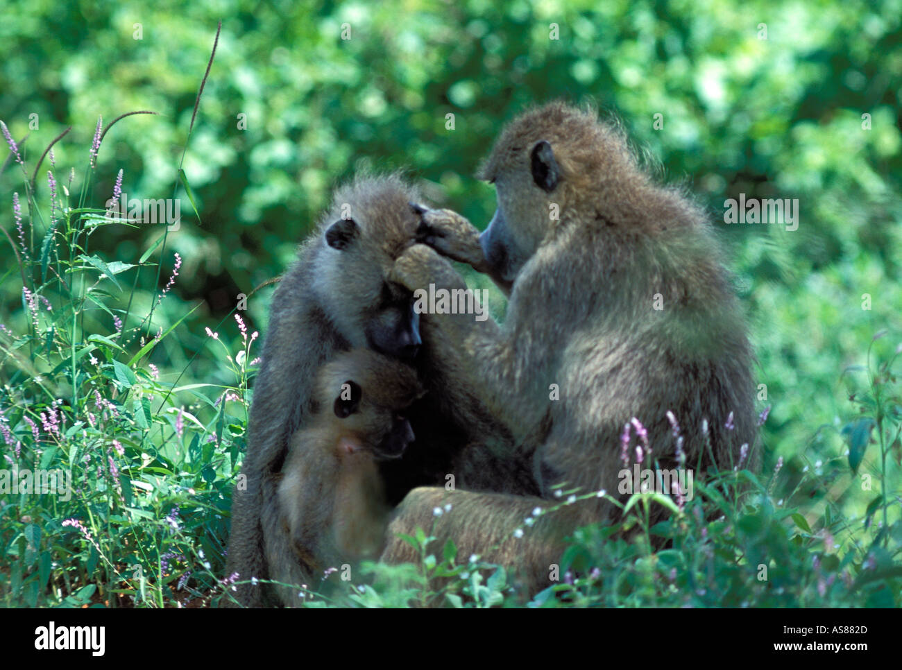 Picking off fleas hi-res stock photography and images - Alamy