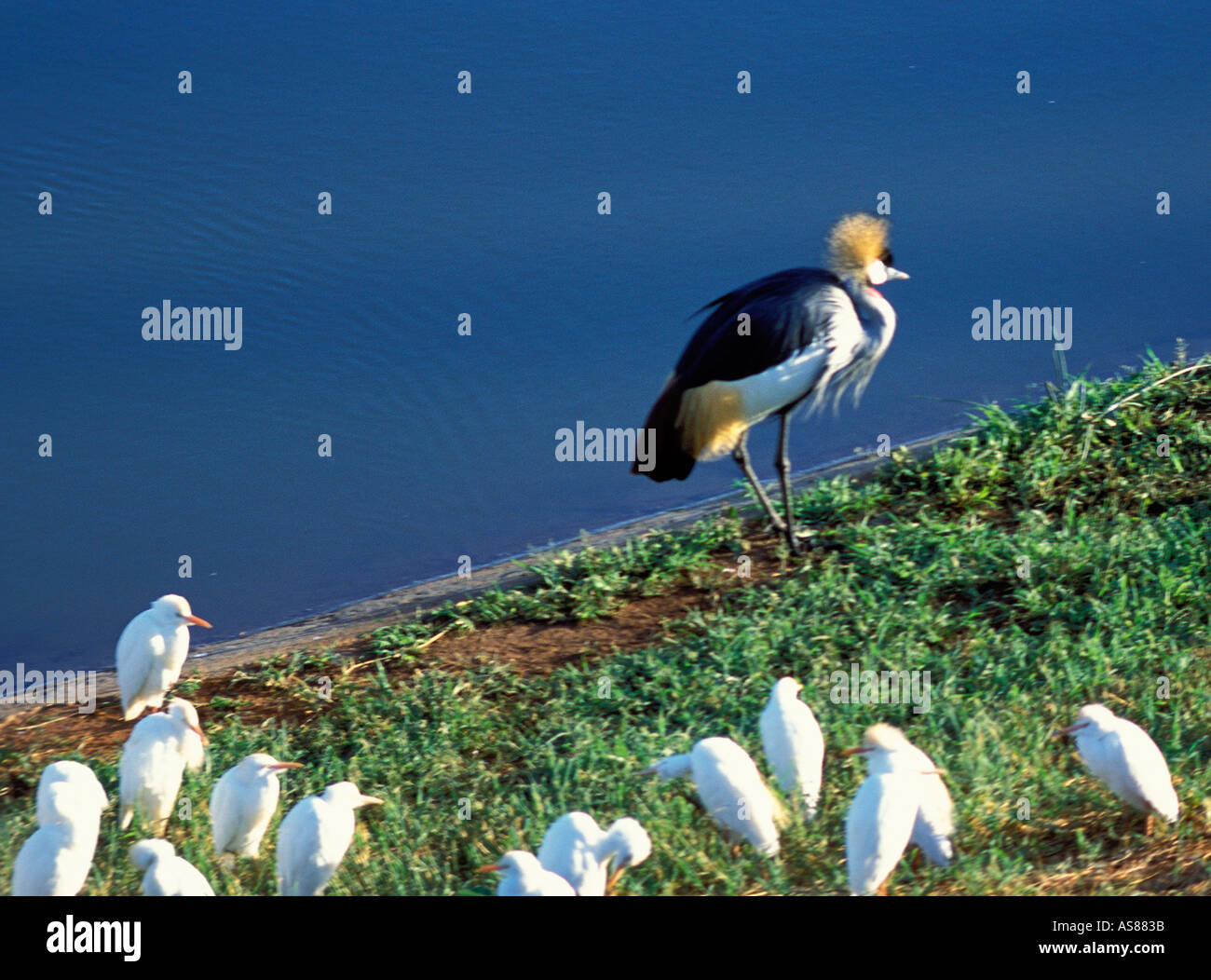 Grey Crowned Crane Balearica regulorum and Cattle Egrets Bubulcus ibis ...