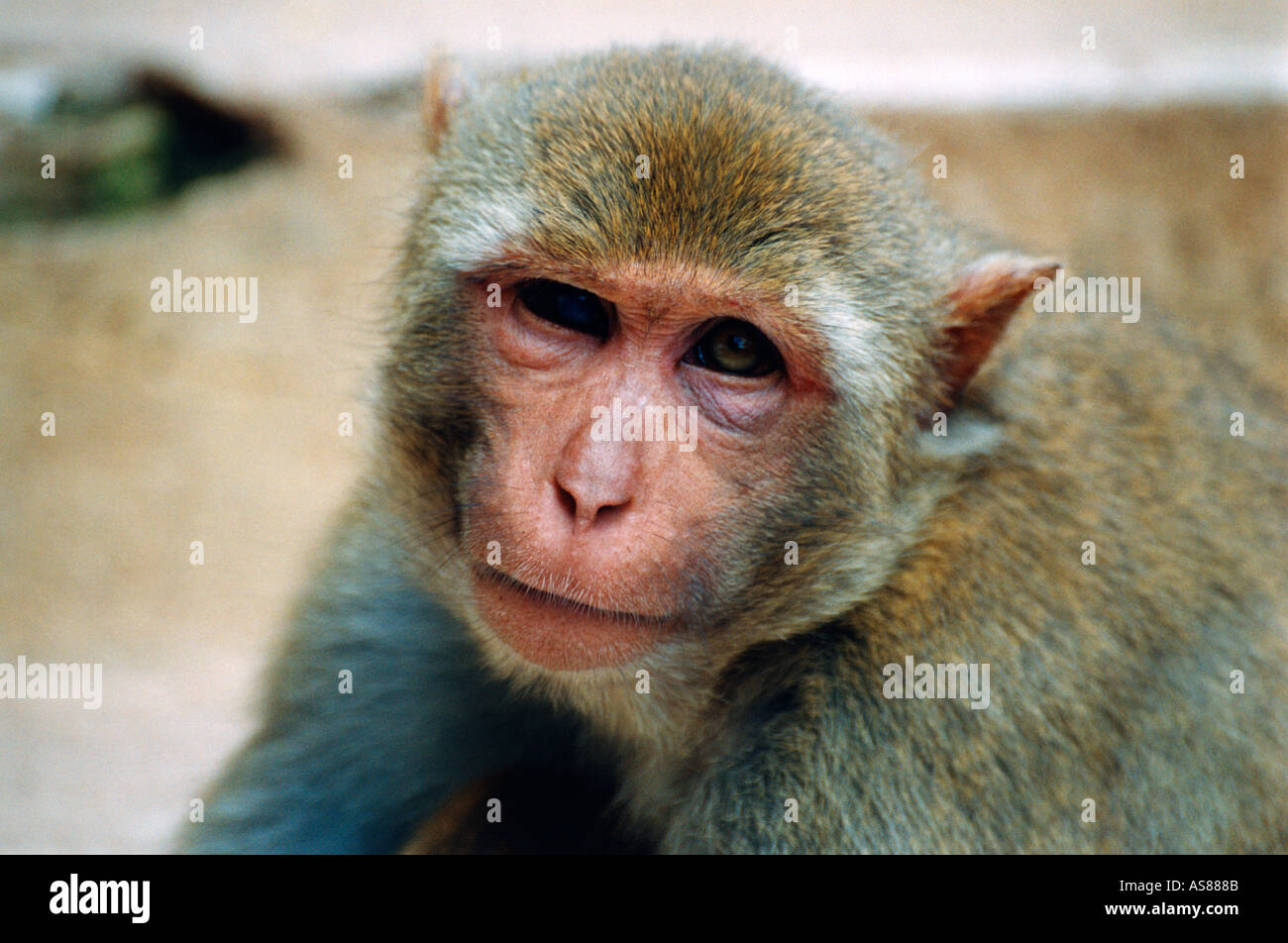 Burmese monkeys hi-res stock photography and images - Alamy