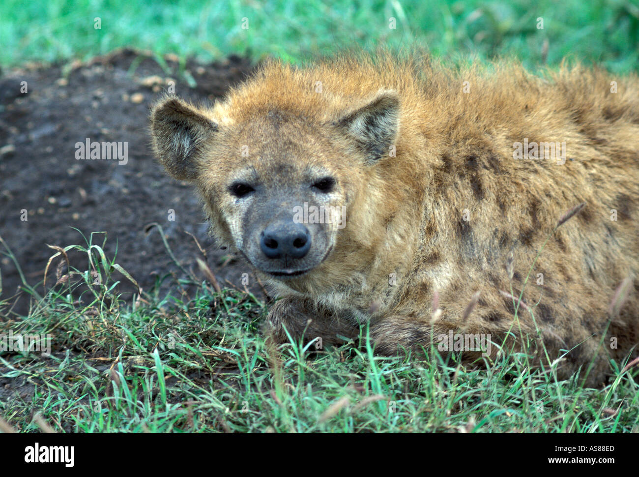 Spotted Hyena Crocuta crocuta in Nairobi National Park Kenya Africa ...