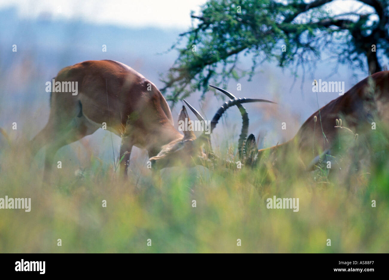 Two male impala locking antlers as they fight to defend their harems ...