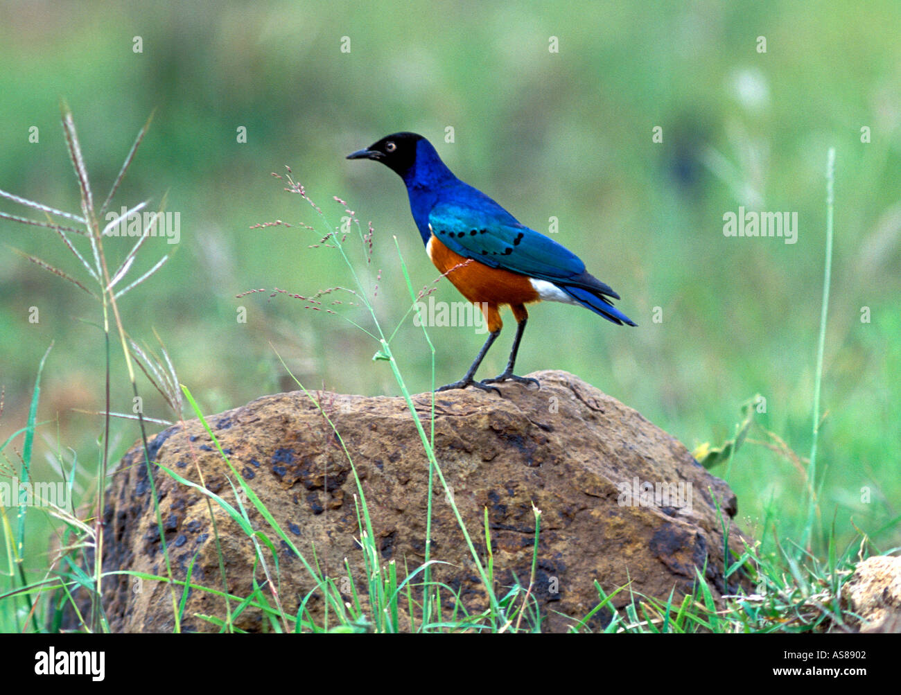 Superb Starling Lamprotornis superbus Maasai Mara National Reserve ...