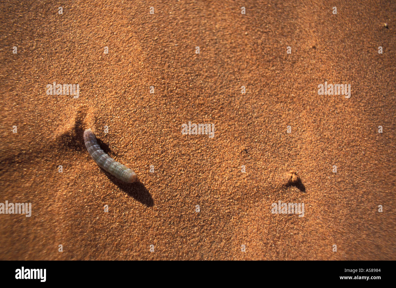 Namibian beetle hi-res stock photography and images - Alamy