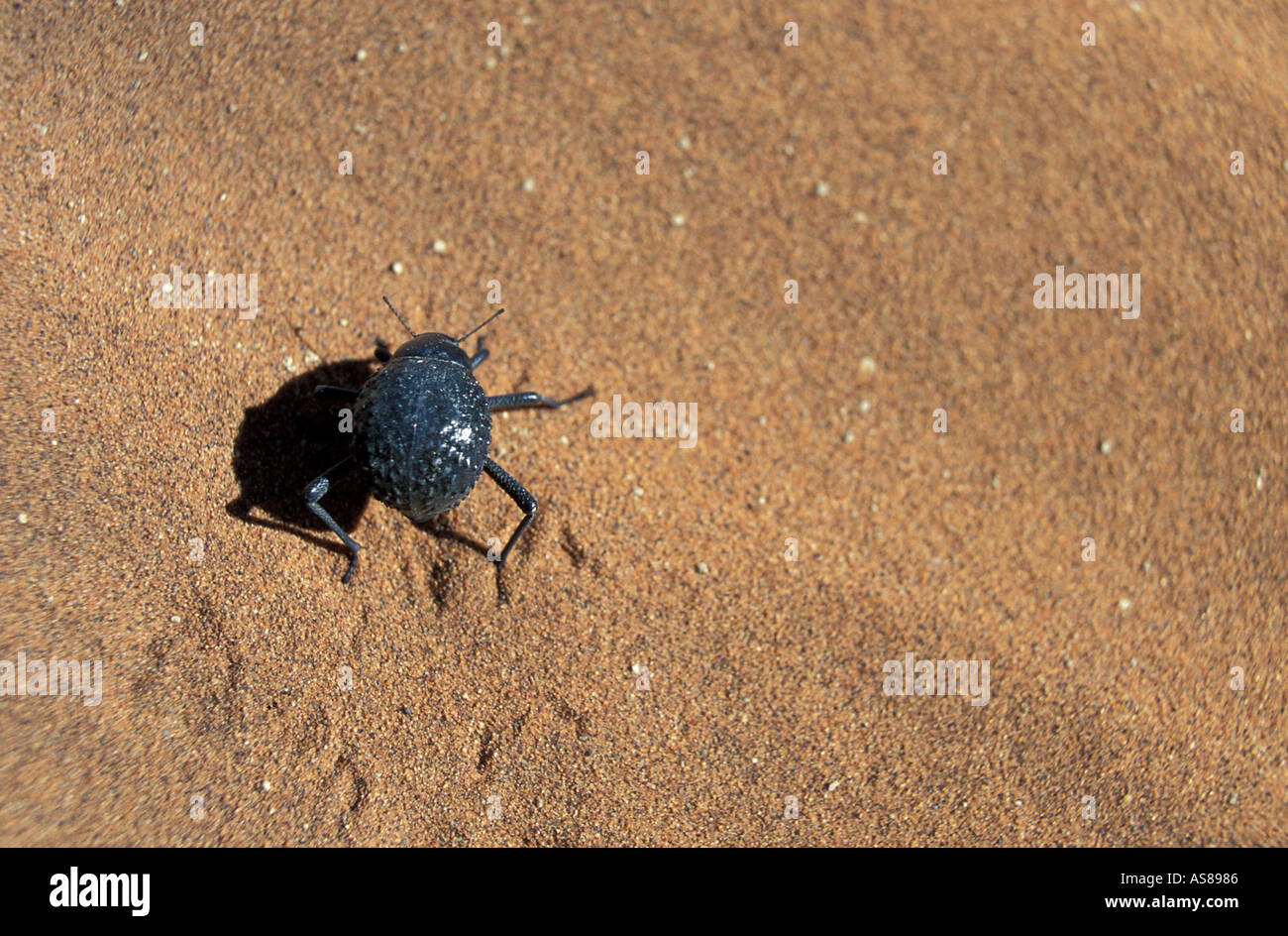 Namib desert beetle hi-res stock photography and images - Alamy