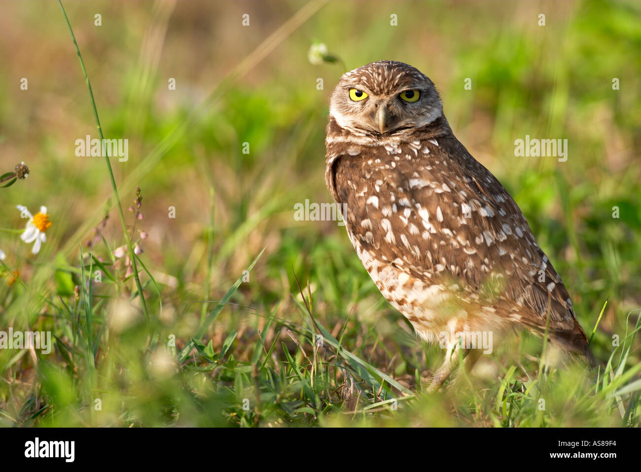 Florida coral cables hi-res stock photography and images - Alamy