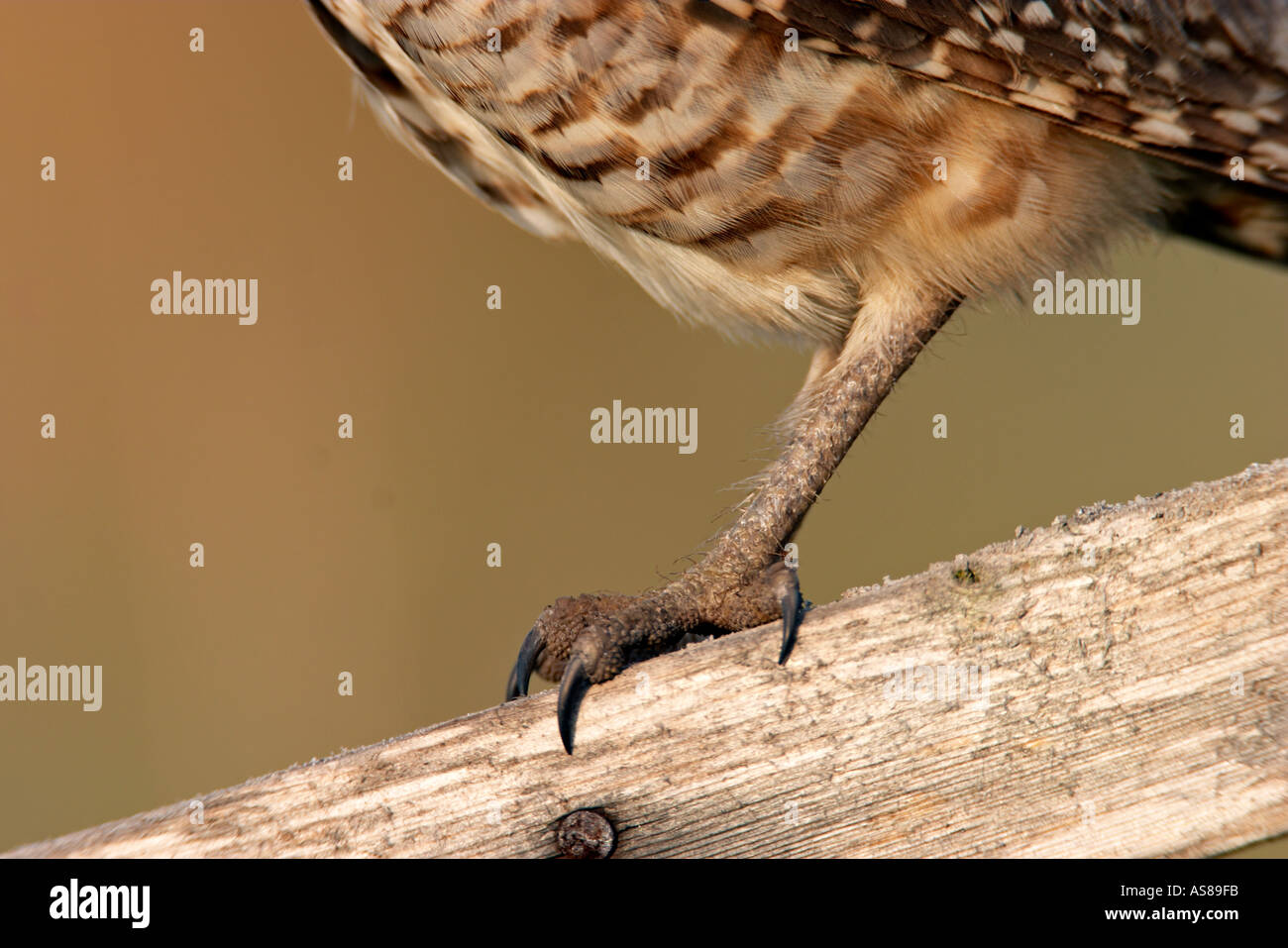 Burrowing Owls Talons Stock Photo - Alamy