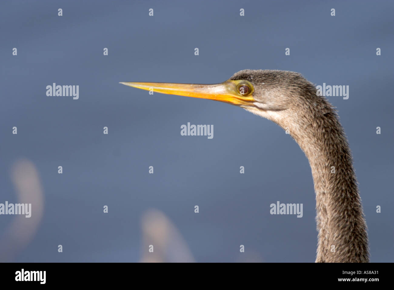 Female anhinga florida hi-res stock photography and images - Alamy