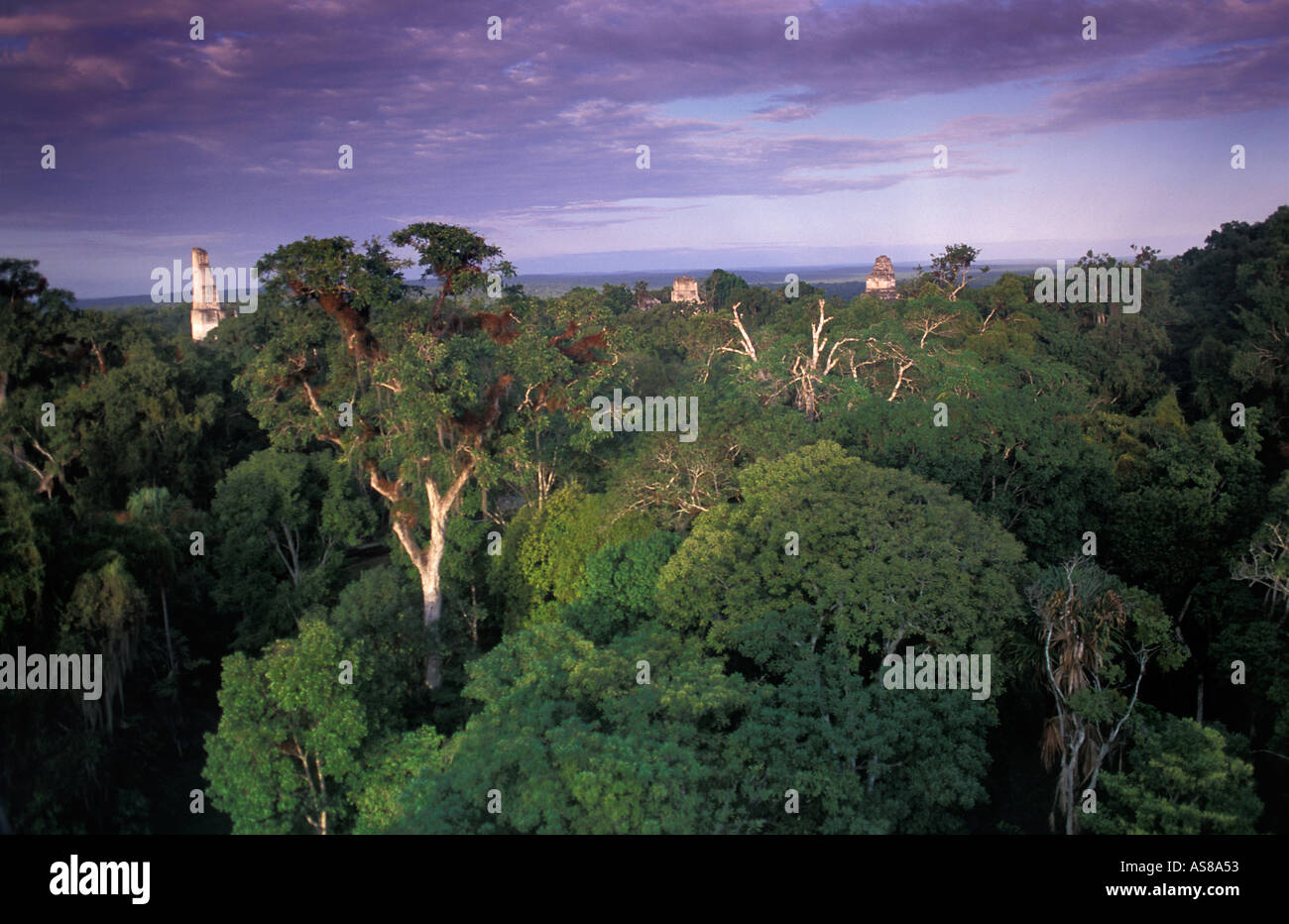 The jungle canopy viewed from the Lost World mundo perdido Tikal El ...