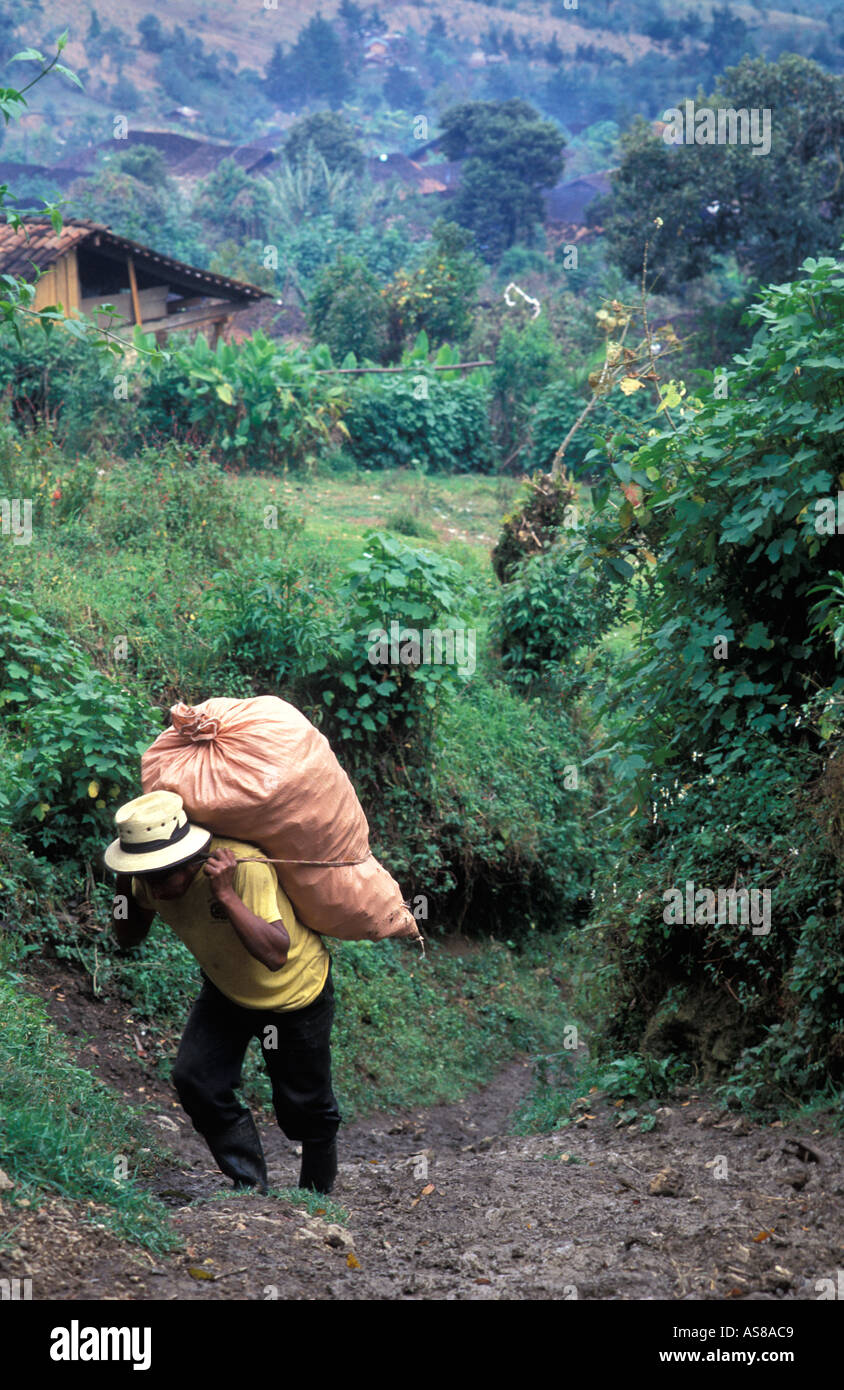 Guatemalan farmer carrying a sackload of maize from his corn field to ...
