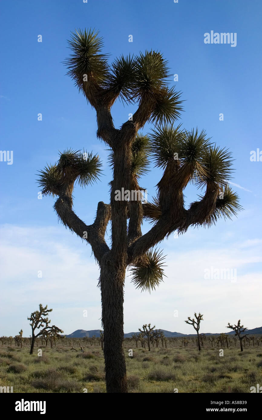 Joshua Trees Joshua Tree National Park California USA Stock Photo - Alamy