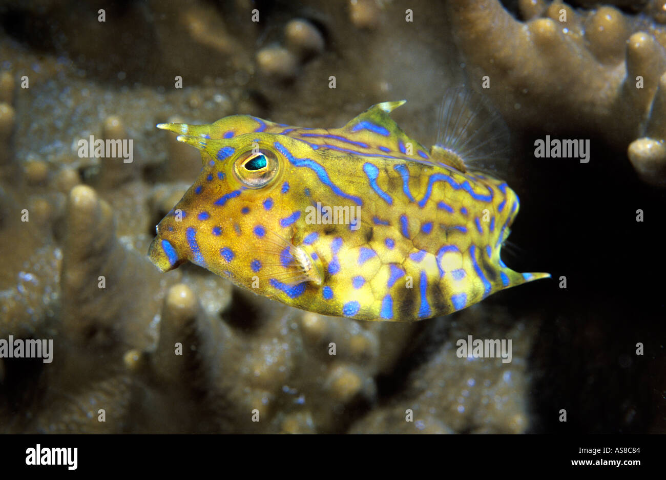 Thornback hi-res stock photography and images - Alamy