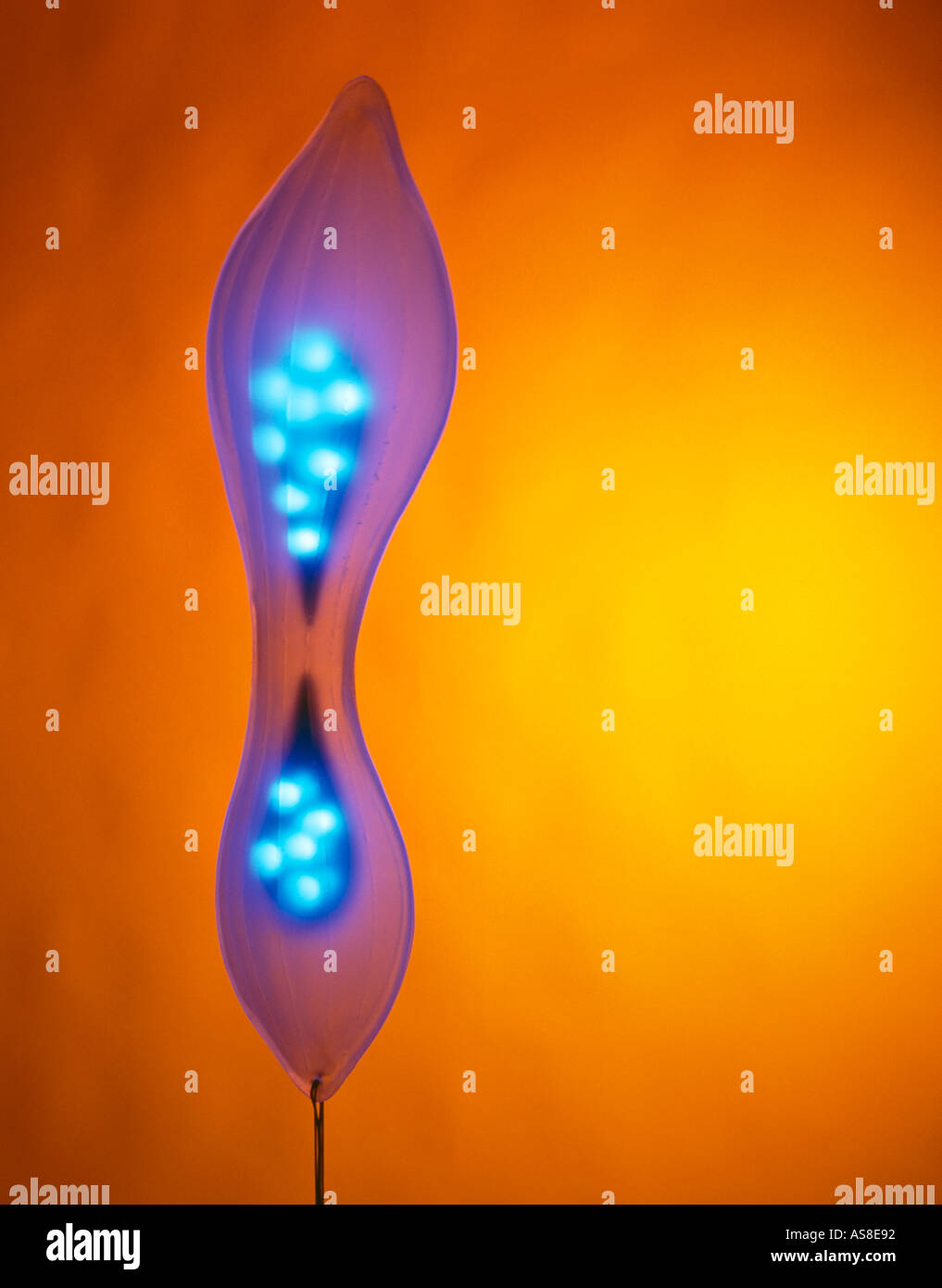 Max Blue Gold Stock Photo - Alamy